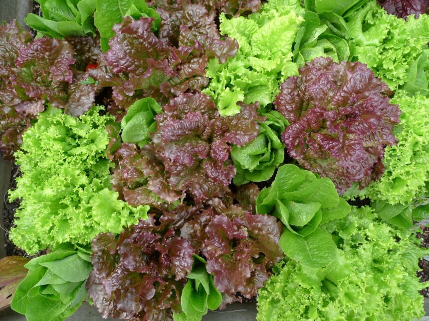 Maniok – uprawa, właściwości i zastosowanie – Ogarnij Ogród