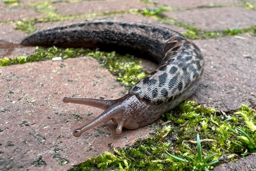 Fruczak gołąbek – polski koliber – Ogarnij Ogród