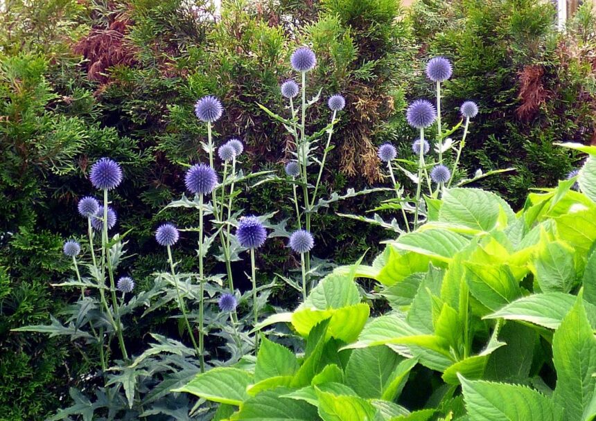 Mahonia pospolita – uprawa i pielęgnacja