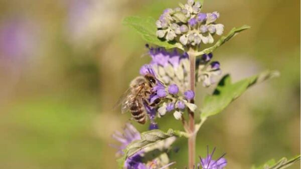 Barbula klandońska – uprawa i pielęgnacja – Ogarnij Ogród