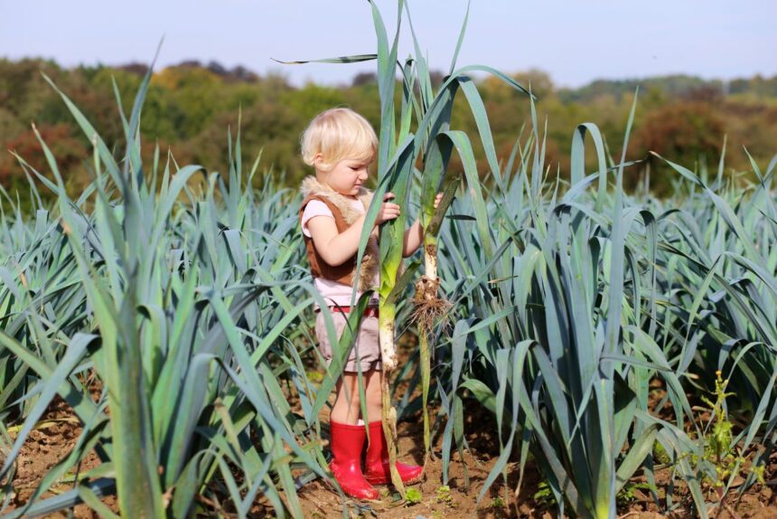 Rzepa – uprawa, właściwości, zastosowanie – Ogarnij Ogród