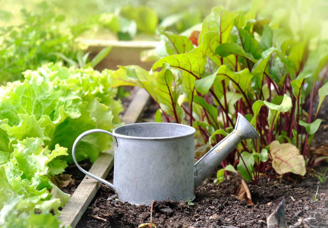 Uprawa współrzędna buraków – Ogarnij Ogród