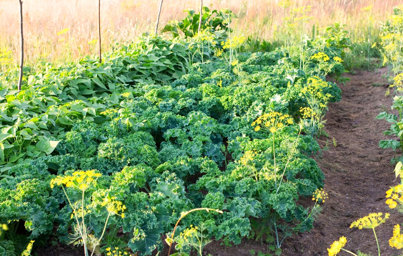 Uprawa współrzędna jarmużu – Ogarnij Ogród